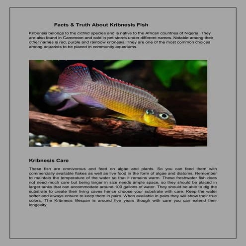 Facts & truth about kribnesis fish | PDF