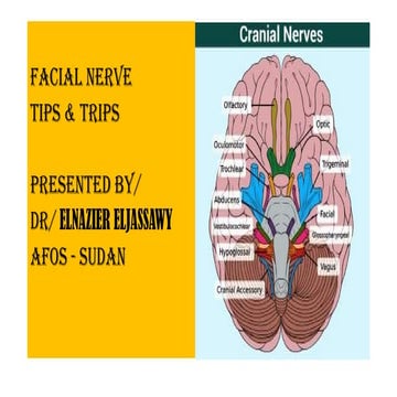 faical nerve. TIPS AND TRIPS JOURNEYpptx | PPTX