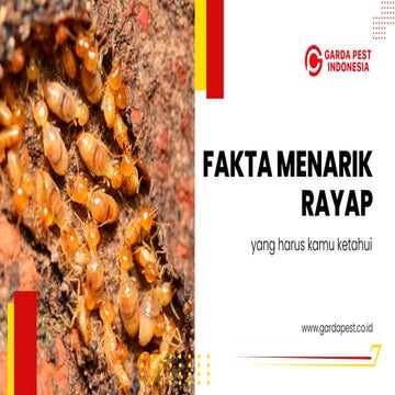 FAKTA MENARIK RAYAP | HP 0813-8299-9966 | JASA PEMBASMI RAYAP TANGERANG ...