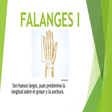 Falanges i(1) | PPTX