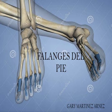 PRESENTACION SOBRE LOS FALANGES DEL PIE. | PPTX