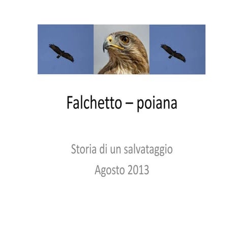 Falchetto o poiana / Falcon or buzzard ? | PPTX