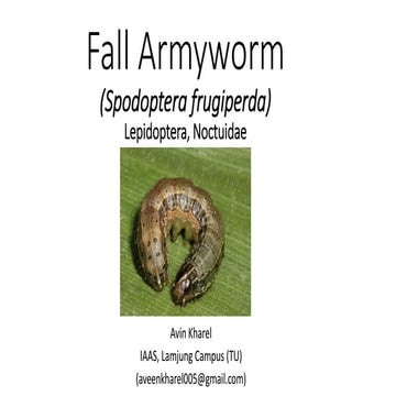Fall armyworm | PDF