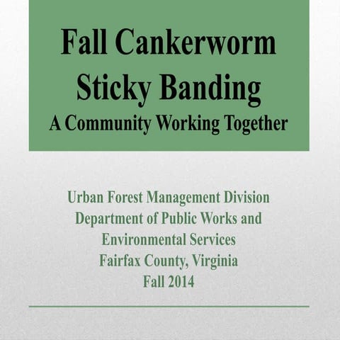 Fall Cankerworm Sticky Banding: A Community Working Together | PPTX ...