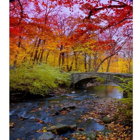 Fall color leaves | PPT