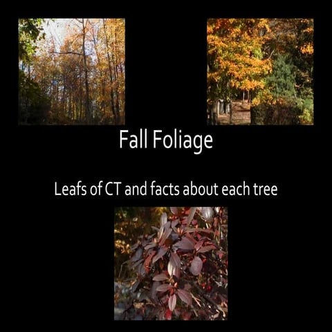 Fall Foliage | PPT