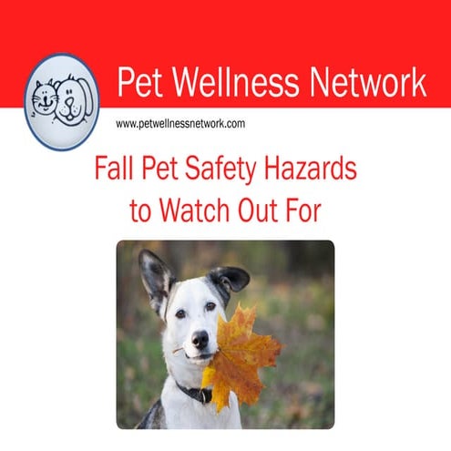Fall Pet Safety Hazards to Watch Out For | PDF