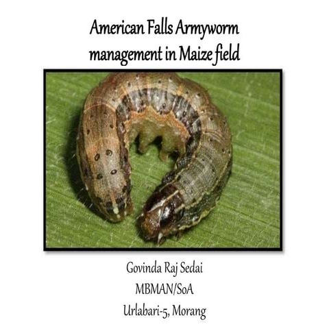 Falls Armyworm management in field.pptx