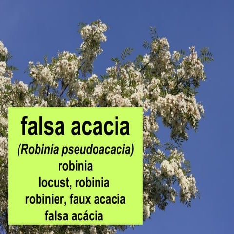 Falsa acacia (Robinia pseudoacacia) | PPT