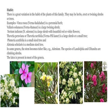 Family apocynaceae | PPTX