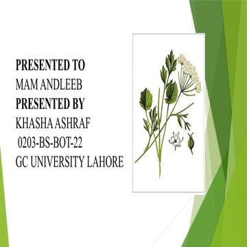 Family Apiaceae(Umbelliferae) by Khasha Ashraf | PPTX