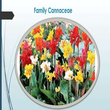 Family Cannaceae 0237.pptx by Zainab Pir Din | PPTX