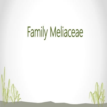 Family meliaceae | PPTX