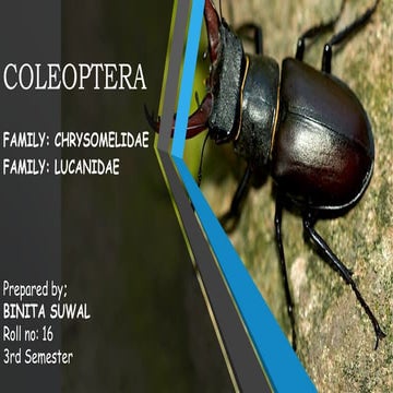 Chrysomelidae and Lucanidae Families of Coleoptera | PPTX
