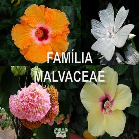 Malvaceae | PPTX