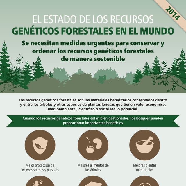 FAO: Infografia: recursos forestales | PDF