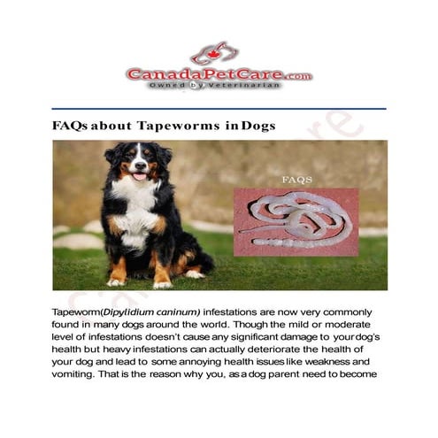 Faqs about tapeworms in dogs | PPTX