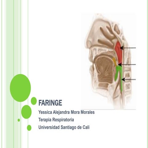 anatomia de la Faringe | PPTX