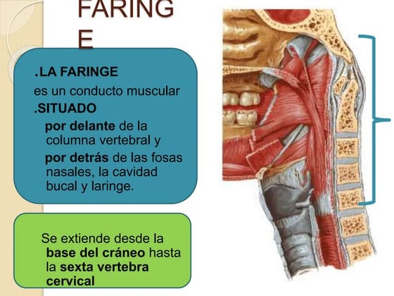 Anatomía De La Faringe Ppt Anatomia De Faringe | PPT
