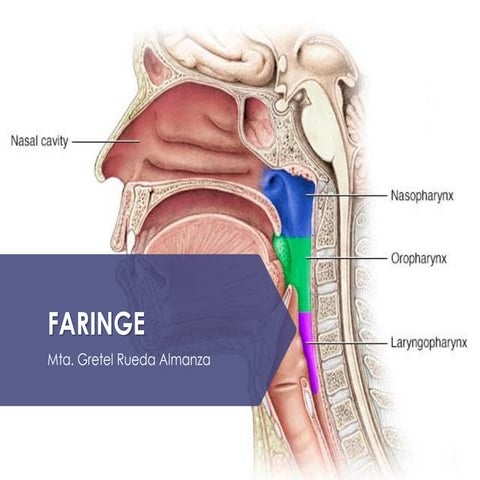 Presentación sobre la anatomía y funciones de la Faringe | PDF
