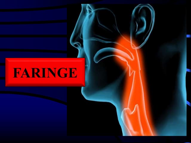 Faringe | PPTX