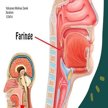 Istmo de las fauces | PPTX