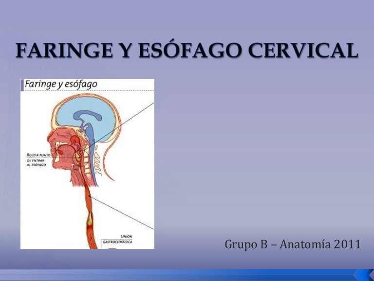 Faringe y esofago cervical