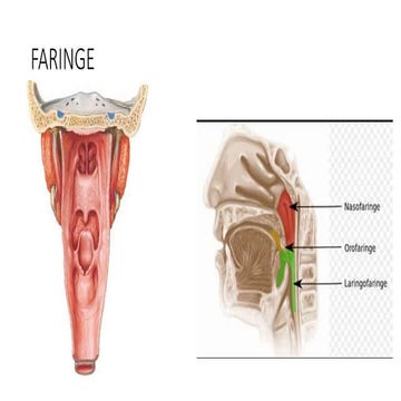 FARINGE Y LARINGE.pptx