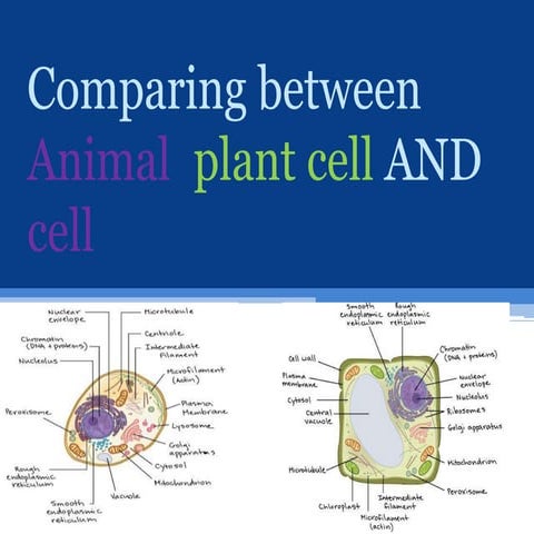 Cell differences plant & animal | PPT