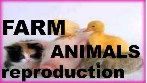 P pt baby animals blog | PPT