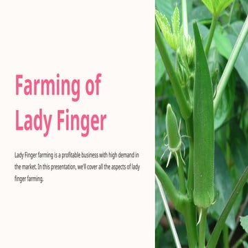 Farming-of-Lady-Fingers crop cultivation | PPT