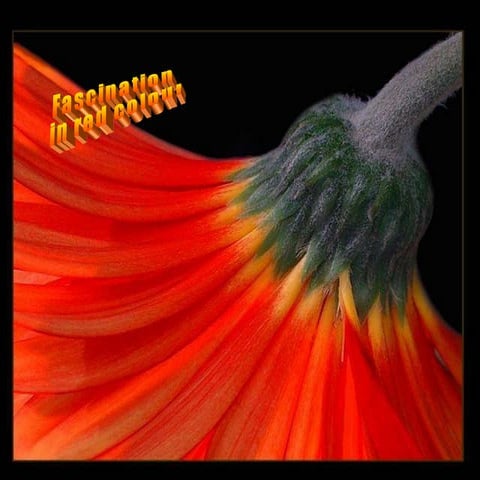 Fascination in red colour | PPS