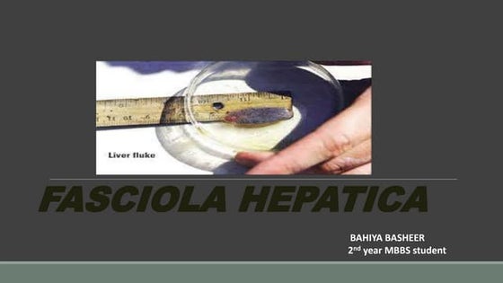 Liver flukes F. hepatica F. gigantica | PPTX | Infectious Diseases ...