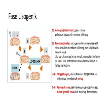 Fase Lisogenik.pptx