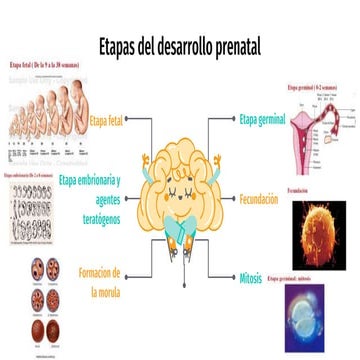 FASES-DEL-DESARROLLO-PRENATAL.pptx