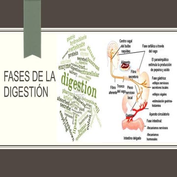 Fases de la digestión | PPTX