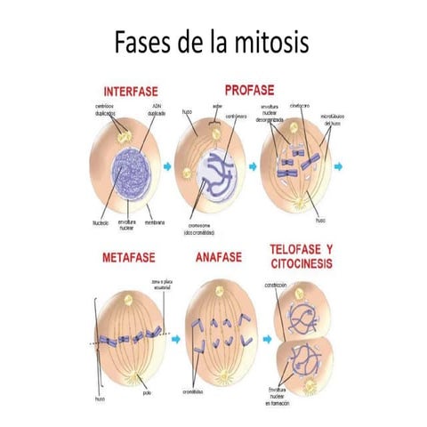 Hoja De Trabajo Sobre Las Fases De La Mitosis Tema 1: Ciclo Celular