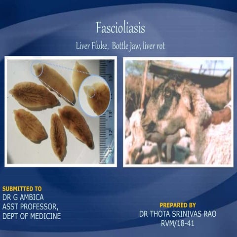 LIFE CYCLE OF FASCIOLA HEPATICA.pptx