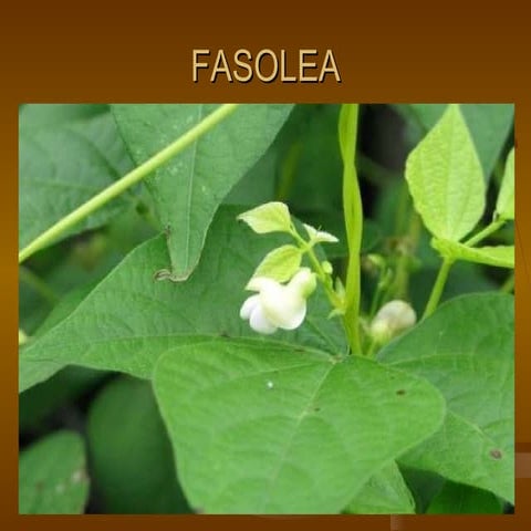 Fasolea | PPT