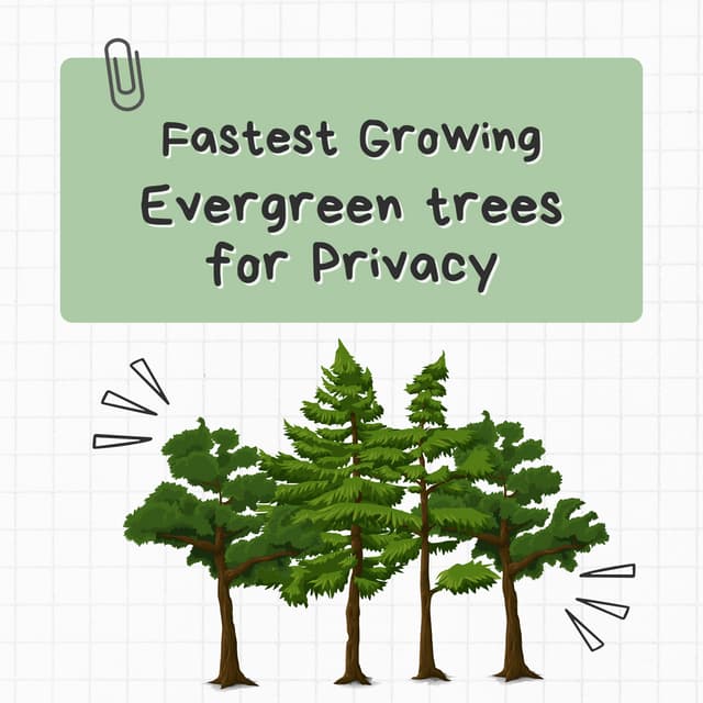 Evergreen Trees With Fast Growth and Privacy | PDF