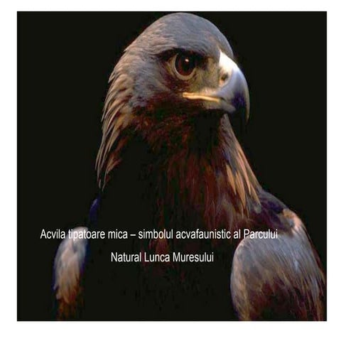 Fauna In Lunca Muresului | PPS