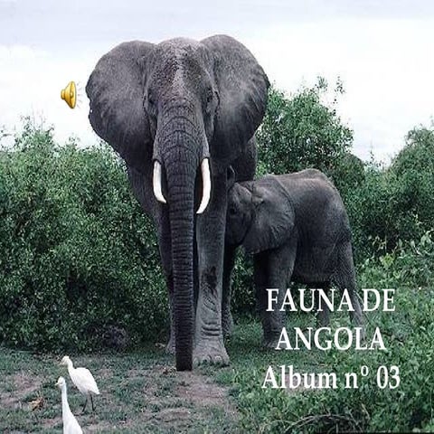 Fauna de Angola - Grandes Mamíferos | PPT