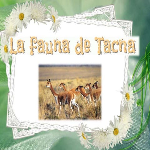 Fauna de tacna | PPT