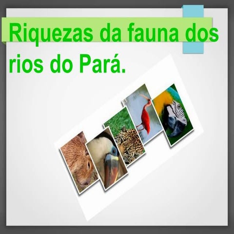 Fauna dos rios do Pará | PPTX