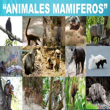 Fauna mamifera | PPTX