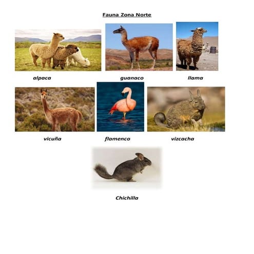 Fauna y flora zona norte | DOCX