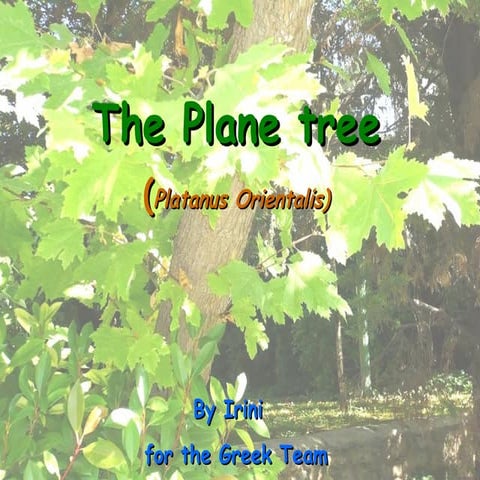 Plane tree | PPT
