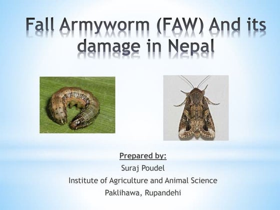 Biology and management of oriental armyworm mythimna separata | PDF