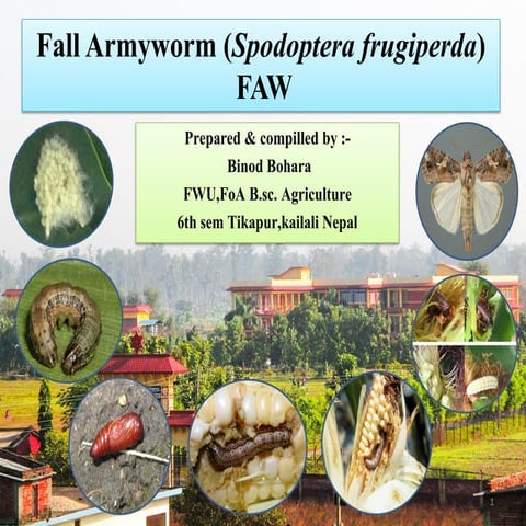 Fall Armyworm (Spodoptera frugiperda) FAW | PDF