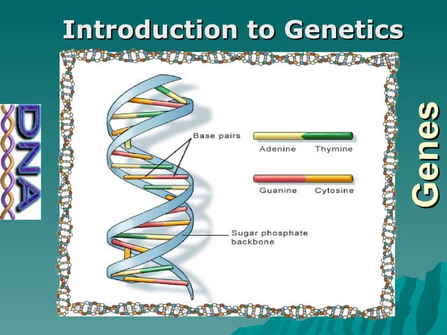 Introduction to DNA for Key Stage 2 (KS2) | PPTX